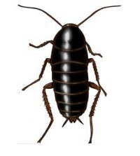 Cockroach Infestation: Types, Dangers & Prevention