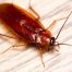 Cockroach Infestation: Types, Dangers & Prevention